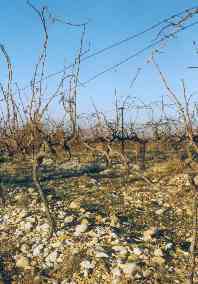 Sol Argilo Calcaire Caillouteux